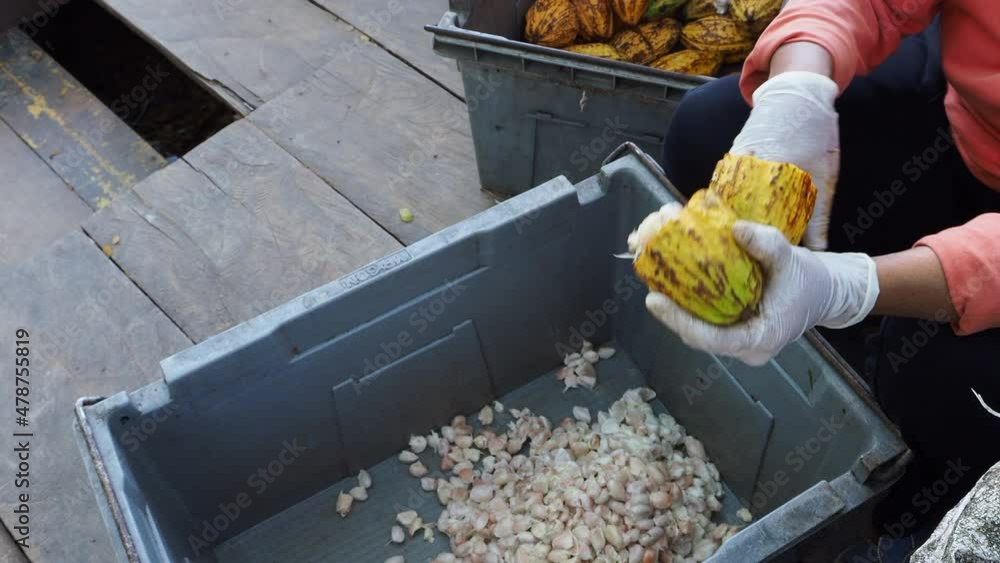 Cocoa farmers cutting cacao pods meticulously extract cocoa beans from ...