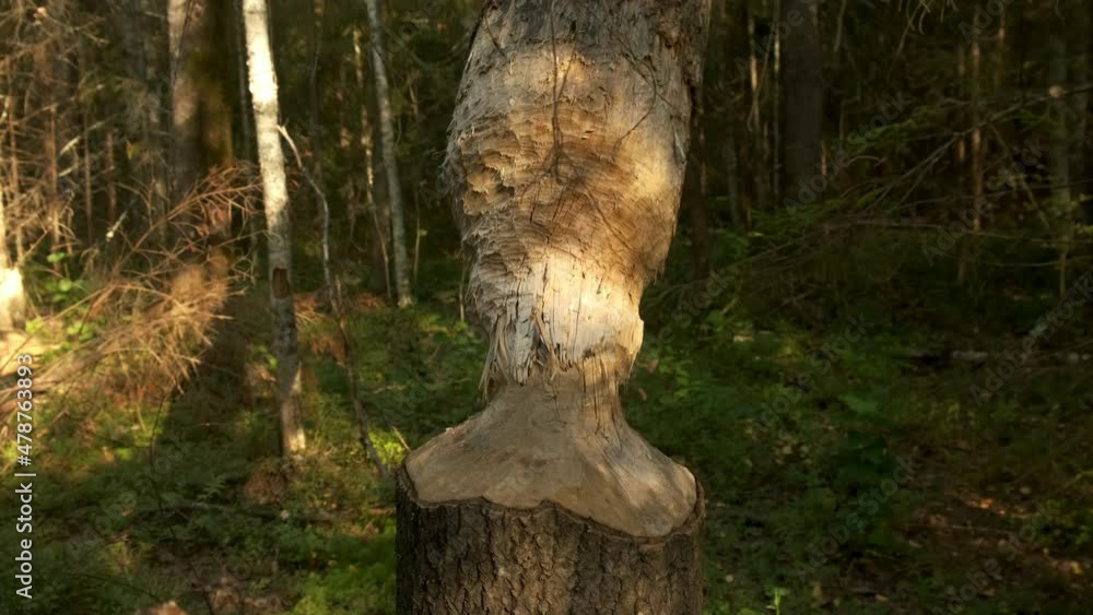 A tree, a pine tree that was gnawed by beavers in the forest. Teeth ...