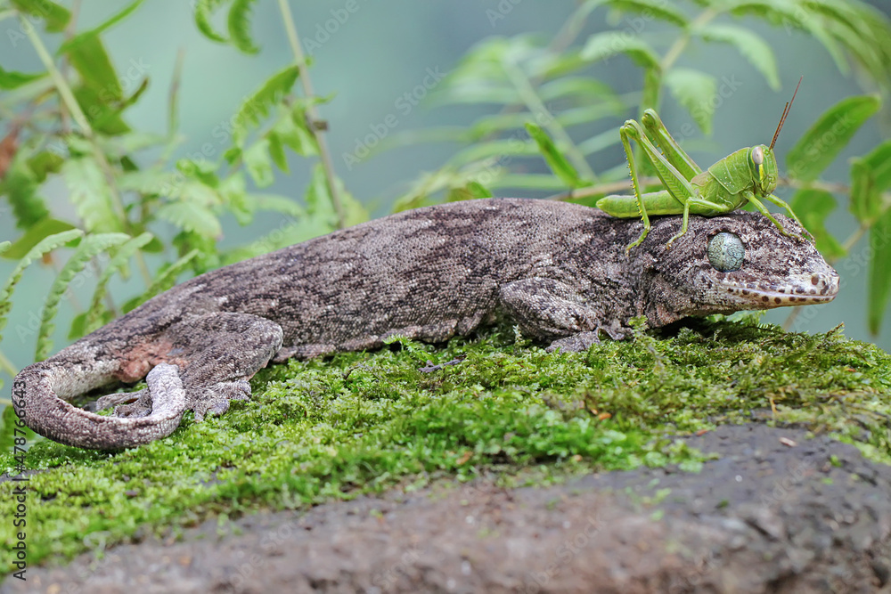 A Halmahera giant gecko who is sunbathing on its head is attacked by a ...