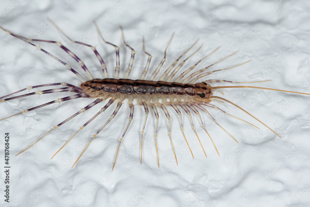 Scutigera coleoptrata on wall. The Flycatcher. Centipede flycatcher ...