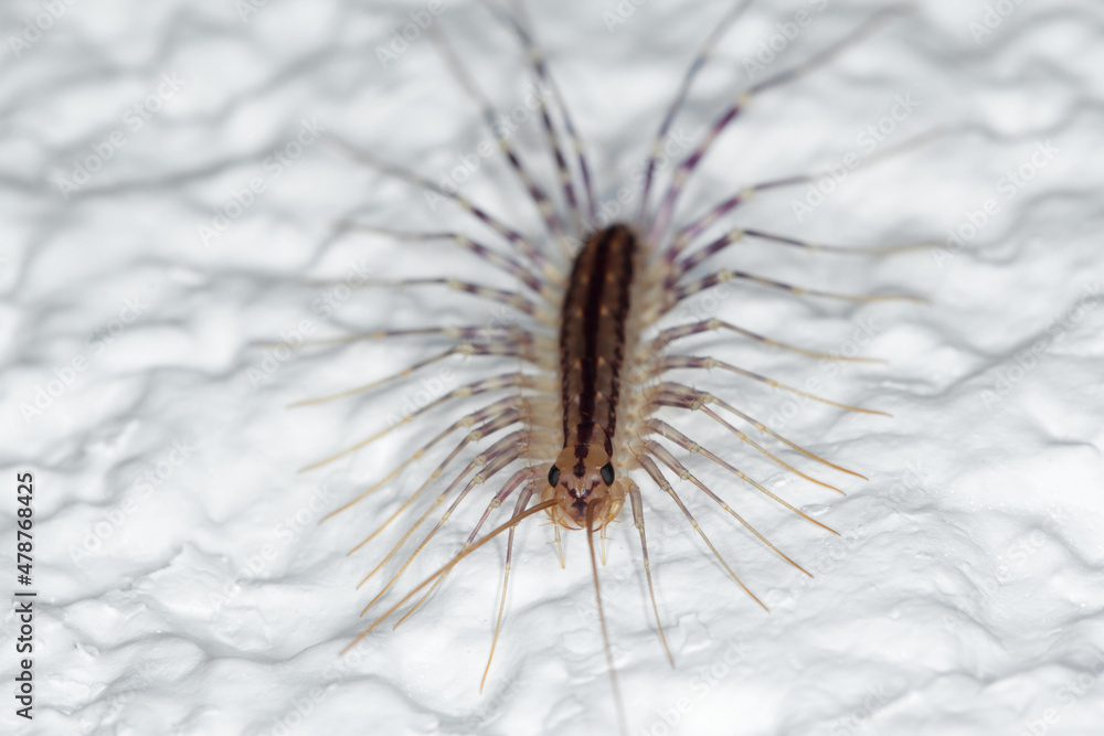 Foto de Scutigera coleoptrata on wall. The Flycatcher. Centipede ...
