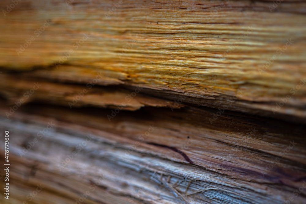 Fresh wood log texture background. Grey alder, speckled alder, Alnus ...