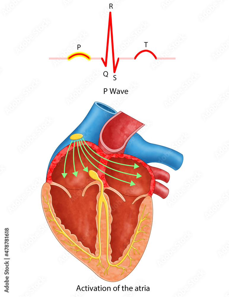 diagram of heart P-waves Stock Illustration | Adobe Stock