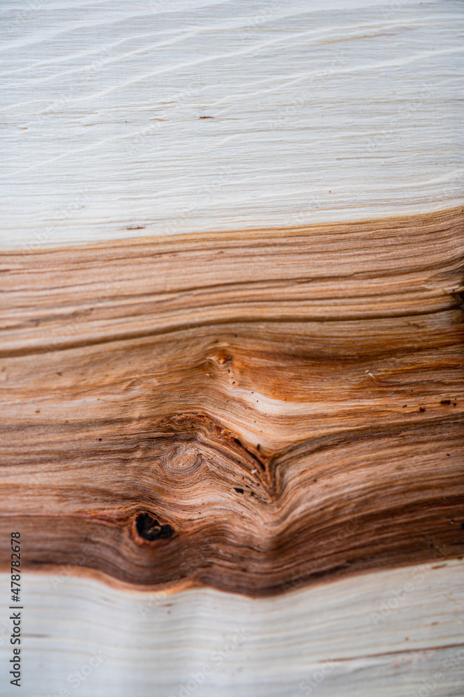 Fresh wood log texture background. Grey alder, speckled alder, Alnus ...