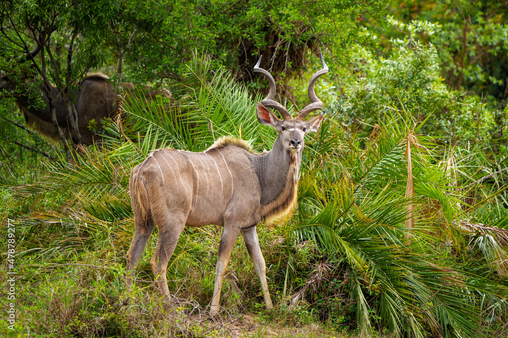Greater kudu or kodoo (Tragelaphus strepsiceros) male. Mpumalanga ...