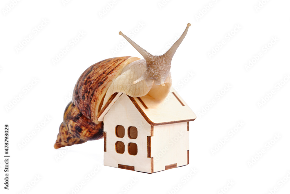 African Snail Achatina Isolated On White Background Giant African