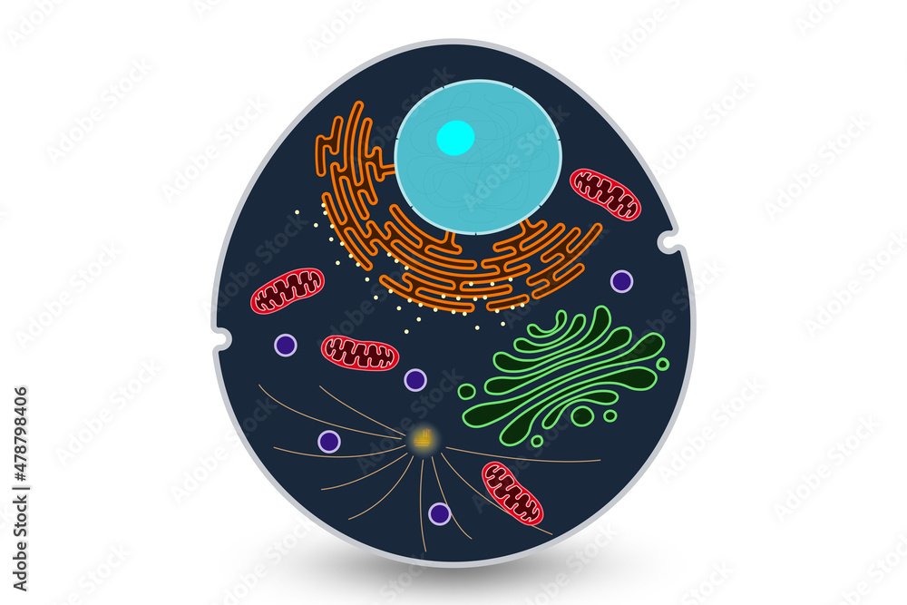 Animal cell structure. Animal cells anatomy and their components. Stock ...