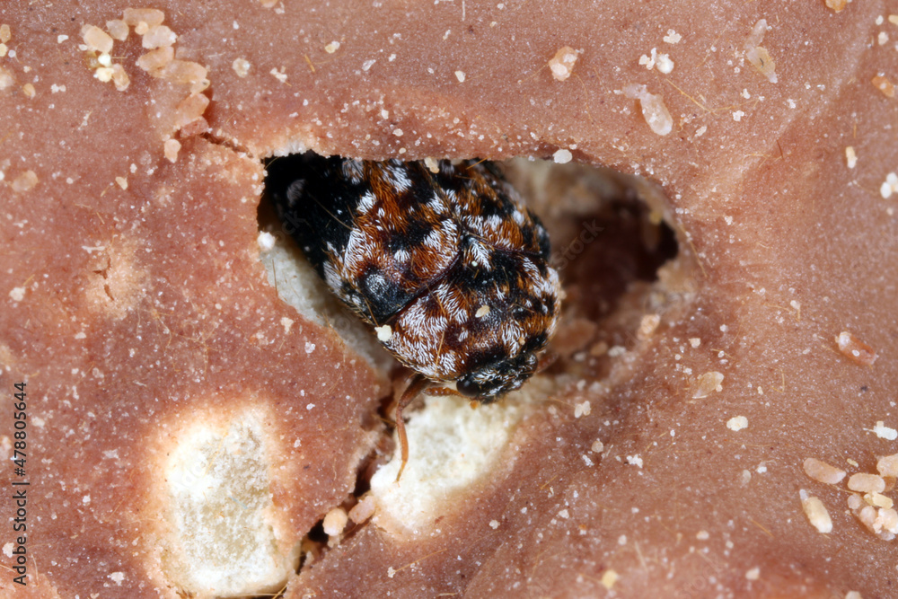 Beetle of Dermestidae species Trogoderma anthrenoides, chocolate and ...