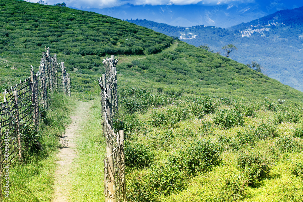 Pathway to inside of Temi tea garden of Ravangla, Sikkim, beautiful ...