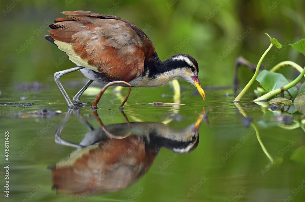 Wattled Jacana (Jacana jacana) walking on a water leaves. Reflection in ...