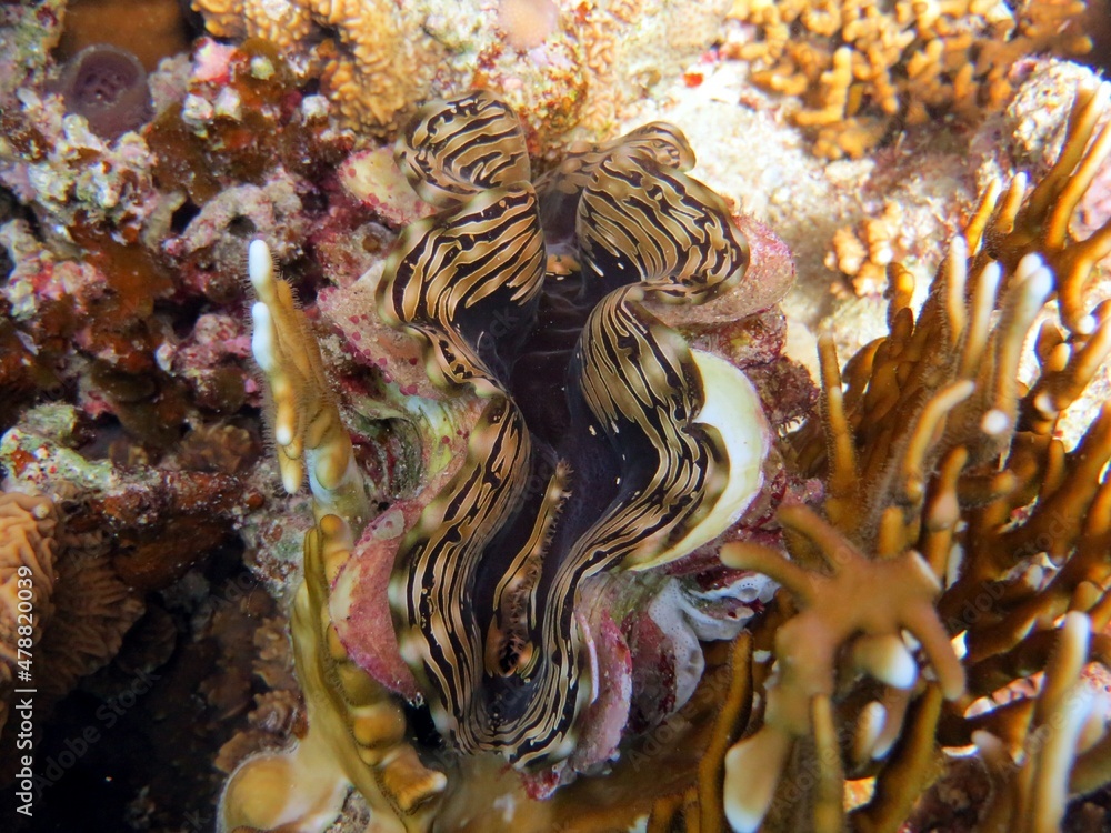 Giant clam of the red sea Egypt while scuba diving at blue hole dive ...