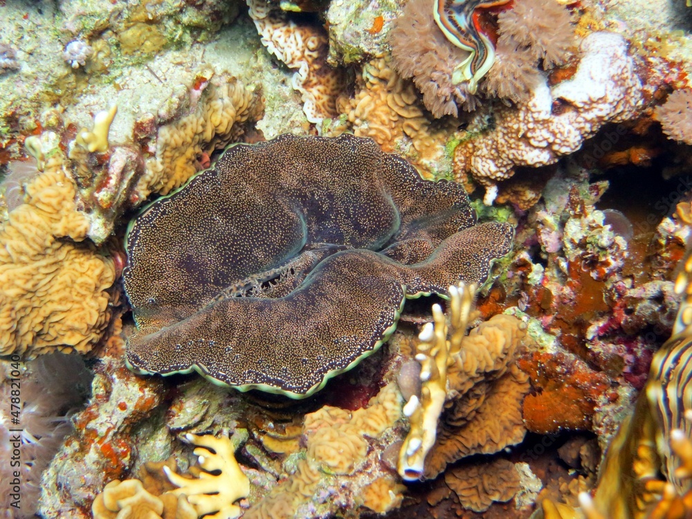 Giant clam of the red sea Egypt while scuba diving at blue hole dive ...