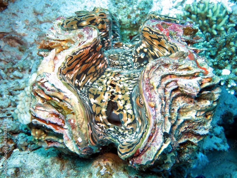 Giant clam of the red sea Egypt while scuba diving at blue hole dive ...