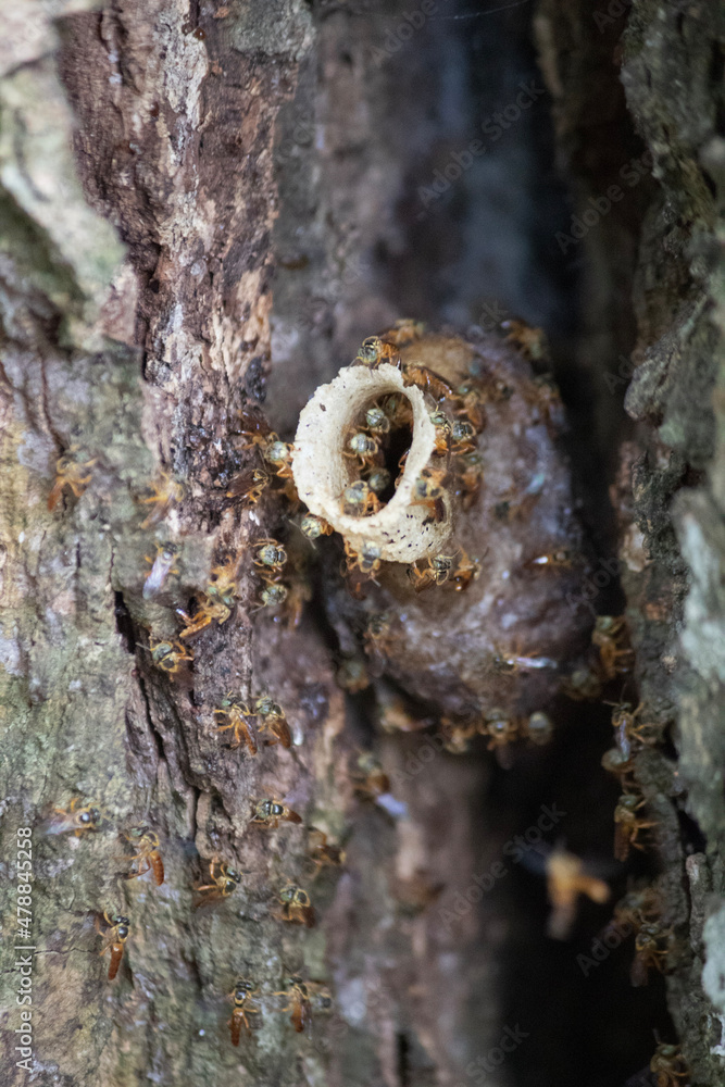 entrance of a stingless bee hive in a tree hole in the forest ...