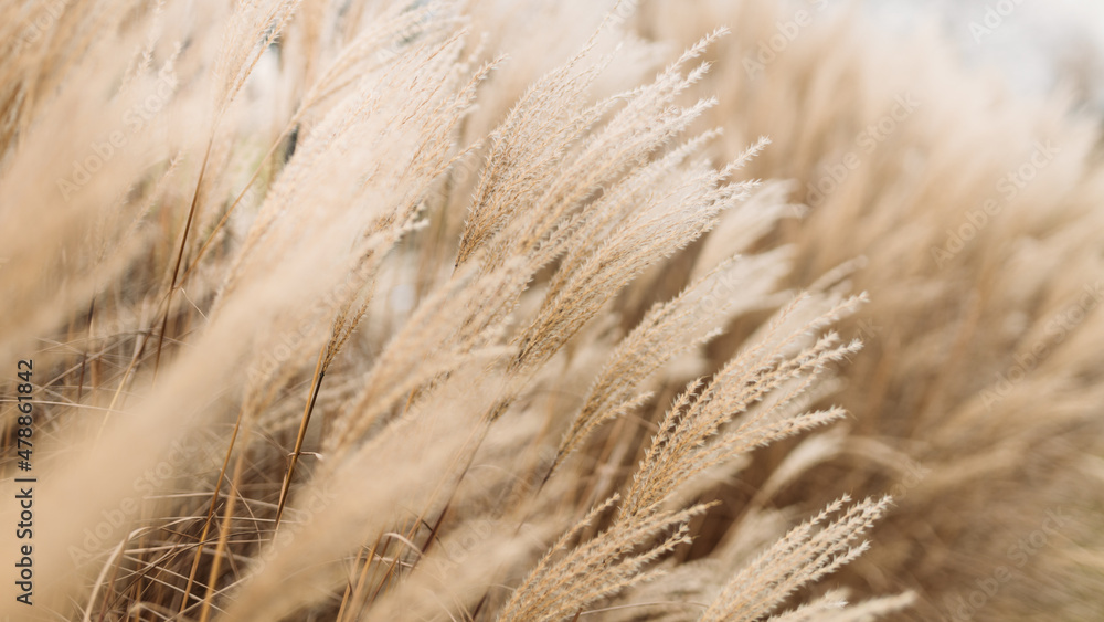 Abstract natural background of soft plants Cortaderia selloana. Pampas ...