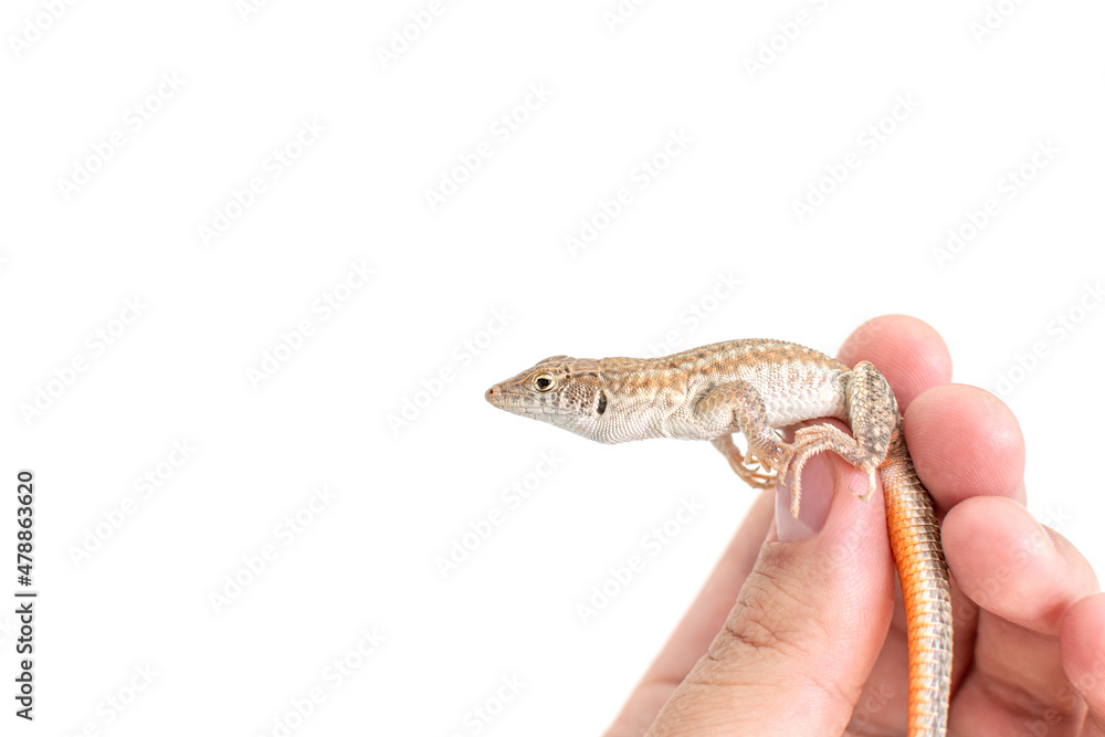 Wild lizard in hand on white background, caught on the beach in Sharm ...