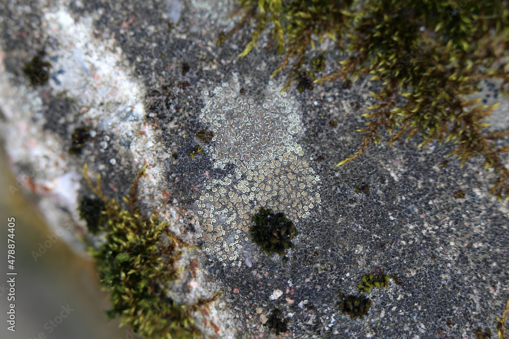 Closeup of some green moss on a rock. The most common moss species in ...
