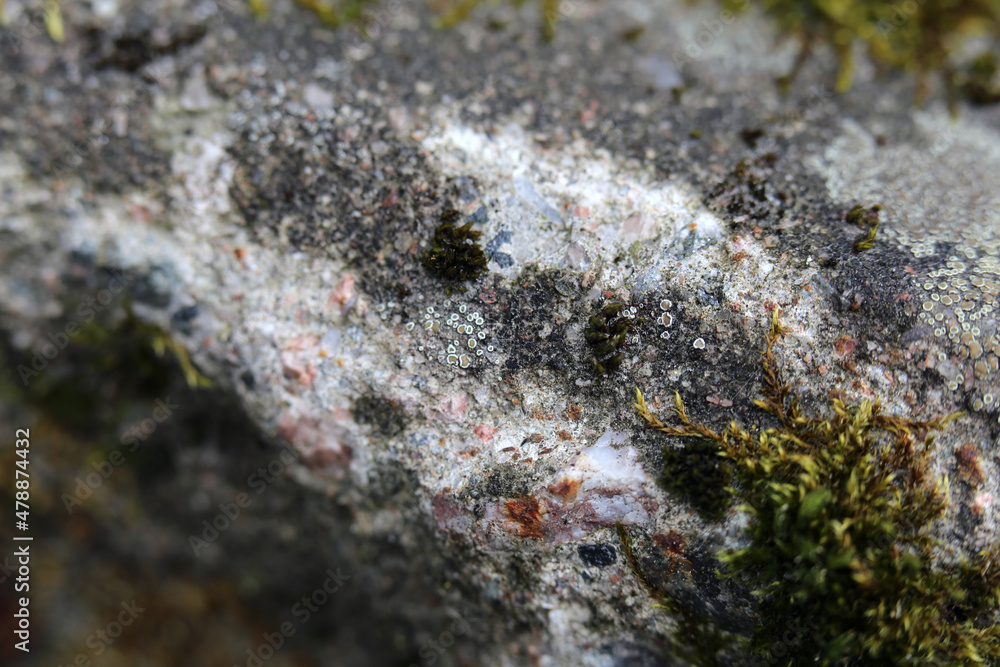 Closeup of some green moss on a rock. The most common moss species in ...