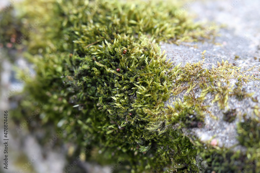 Closeup of some green moss on a rock. The most common moss species in ...