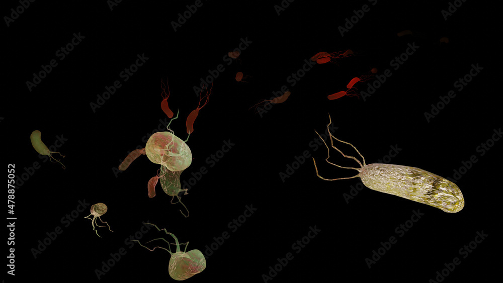 Helicobacter pylori illustration microaerophilic bacterium which ...
