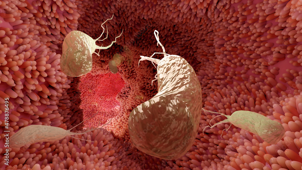 Helicobacter pylori illustration microaerophilic bacterium which ...