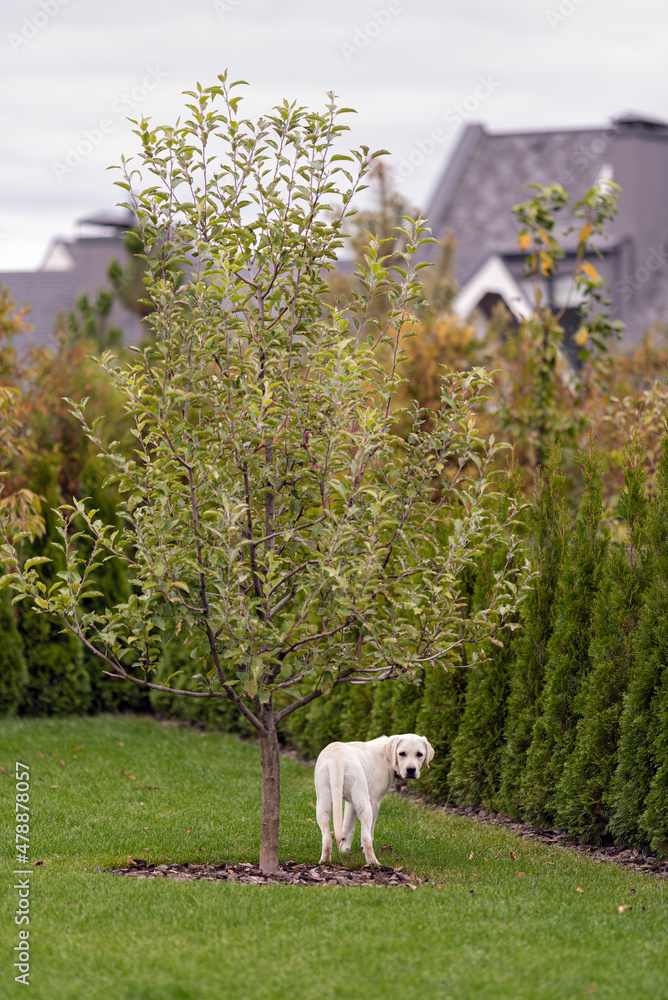 The Labrador puppy stood under the tree and turned around to look ...