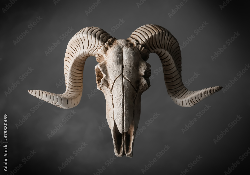 Skull of sheep on dark background Stock Photo | Adobe Stock