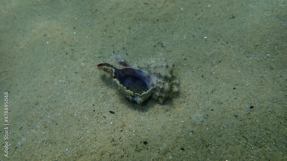 Seashell of sea snail banded dye-murex (Hexaplex trunculus) undersea ...