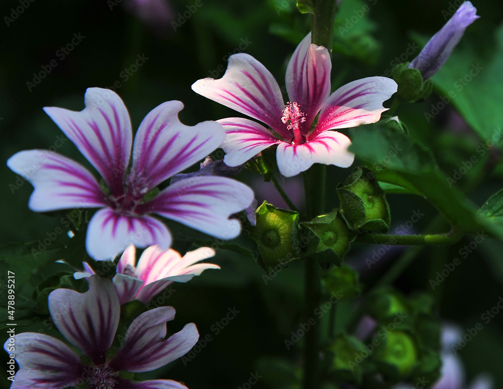 Sunlight peering through onto a white petal, purple stripped petal of a ...