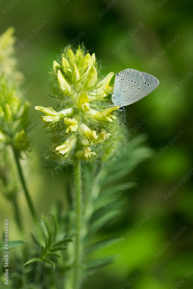 The small blue (lat. Cupido minimus), of the family Lycaenidae, and ...