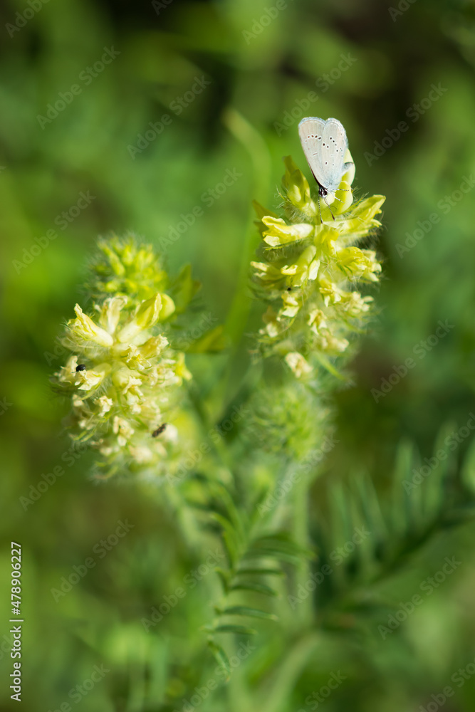 The small blue (lat. Cupido minimus), of the family Lycaenidae, and ...
