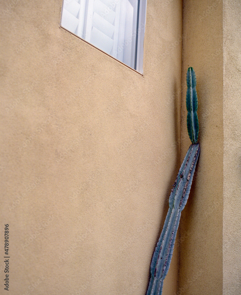 Long cactus against a bare wall Stock Photo | Adobe Stock