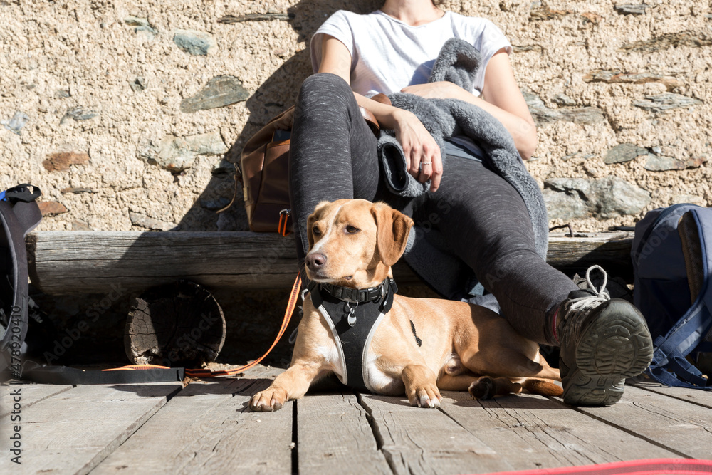 dog lying, repose and rest after a walk. Stock Photo | Adobe Stock