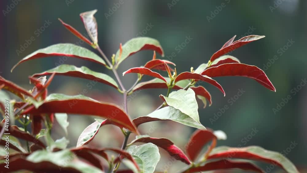 Excoecaria cochinchinensis (Chinese croton, blindness tree, buta buta ...
