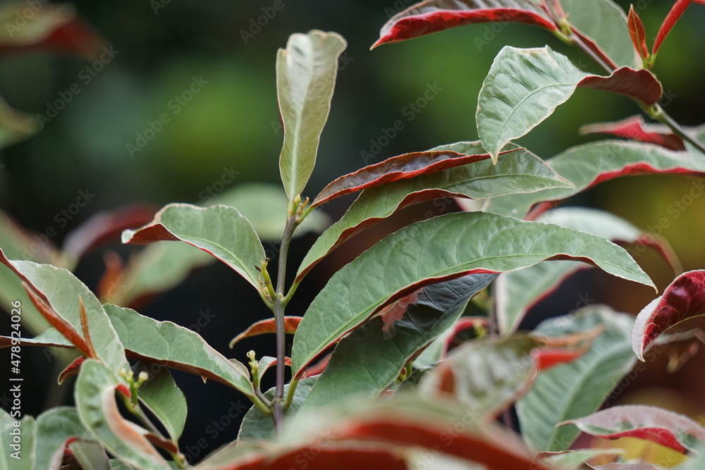 Excoecaria cochinchinensis (Chinese croton, blindness tree, buta buta ...