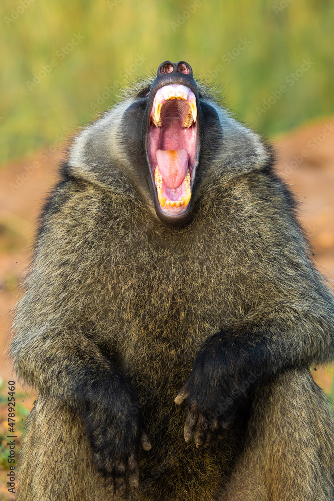 Aggressive baboon with opened mouth Stock Photo | Adobe Stock