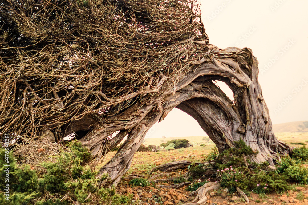 wind formed juniper tree at el sabinar on the spanish island of el ...
