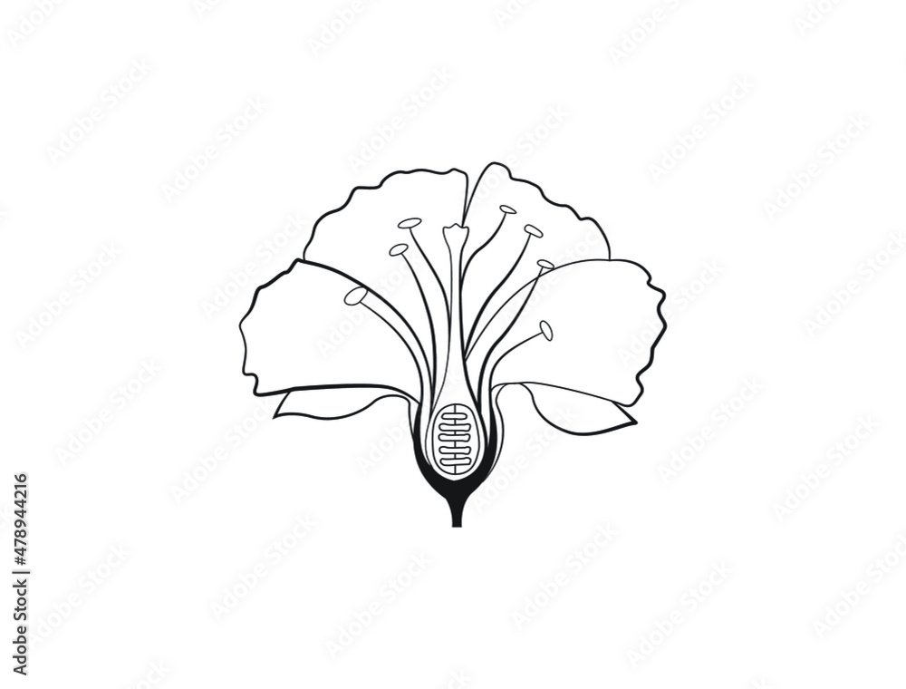 black and white flower diagram Stock Vector | Adobe Stock