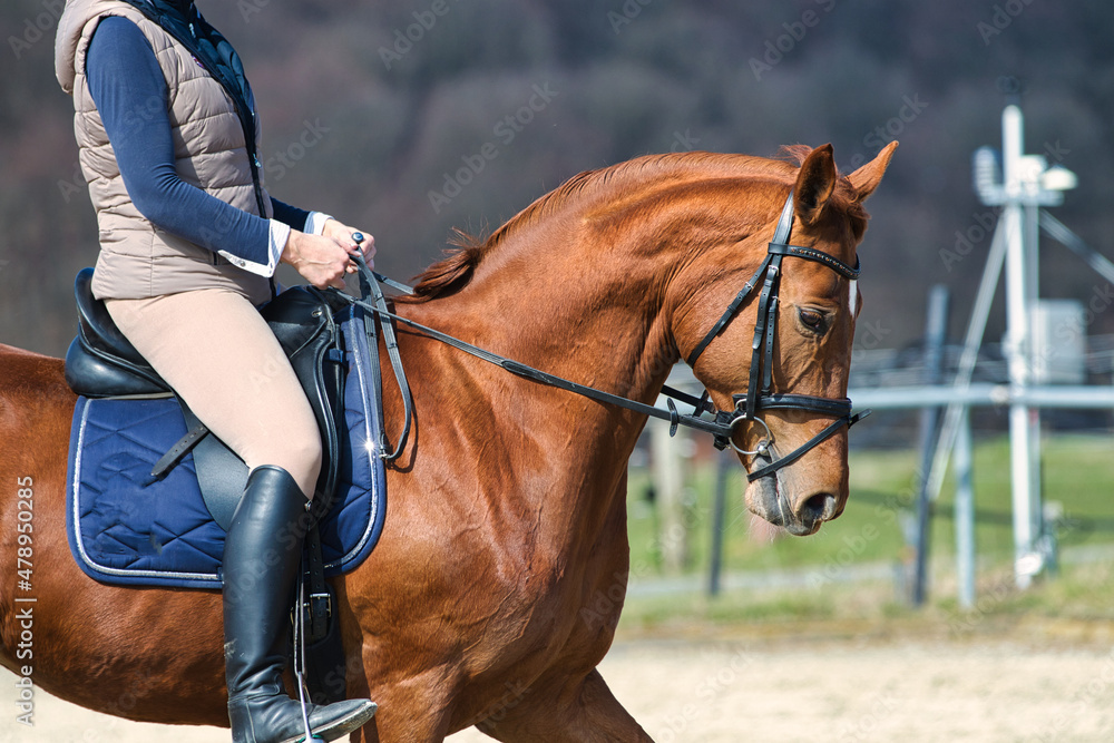 Horse dressage with rider photographed from the side in close-up. Rider ...