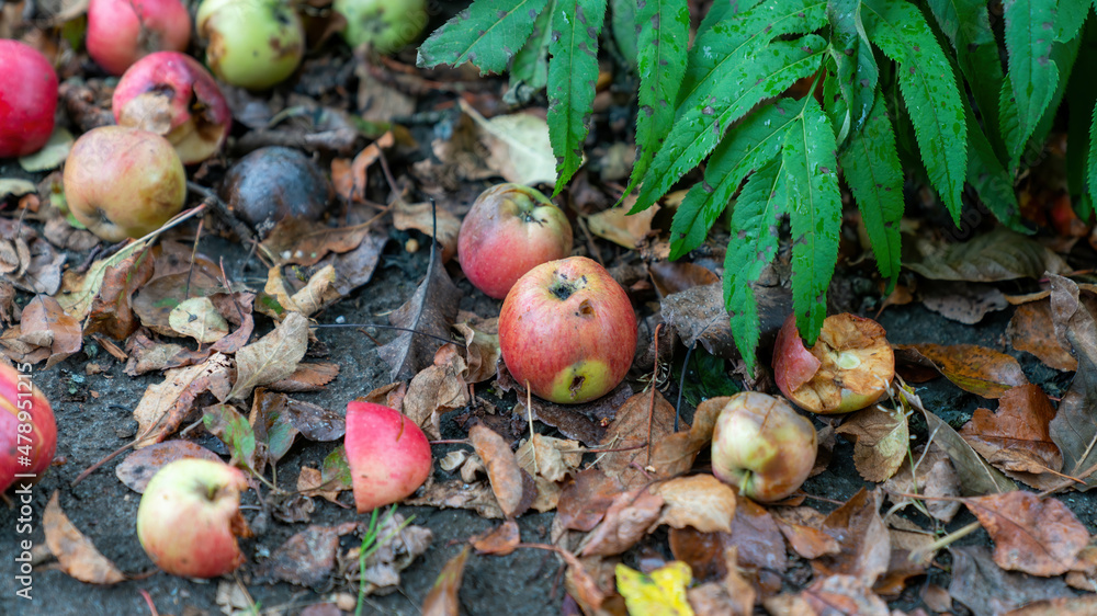 Fallen apples from an apple tree laying on the ground. Half rotten ...
