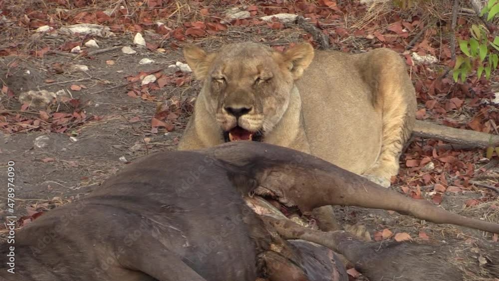 Lioness breathes heavily, continues tearing apart flesh of a hunted ...