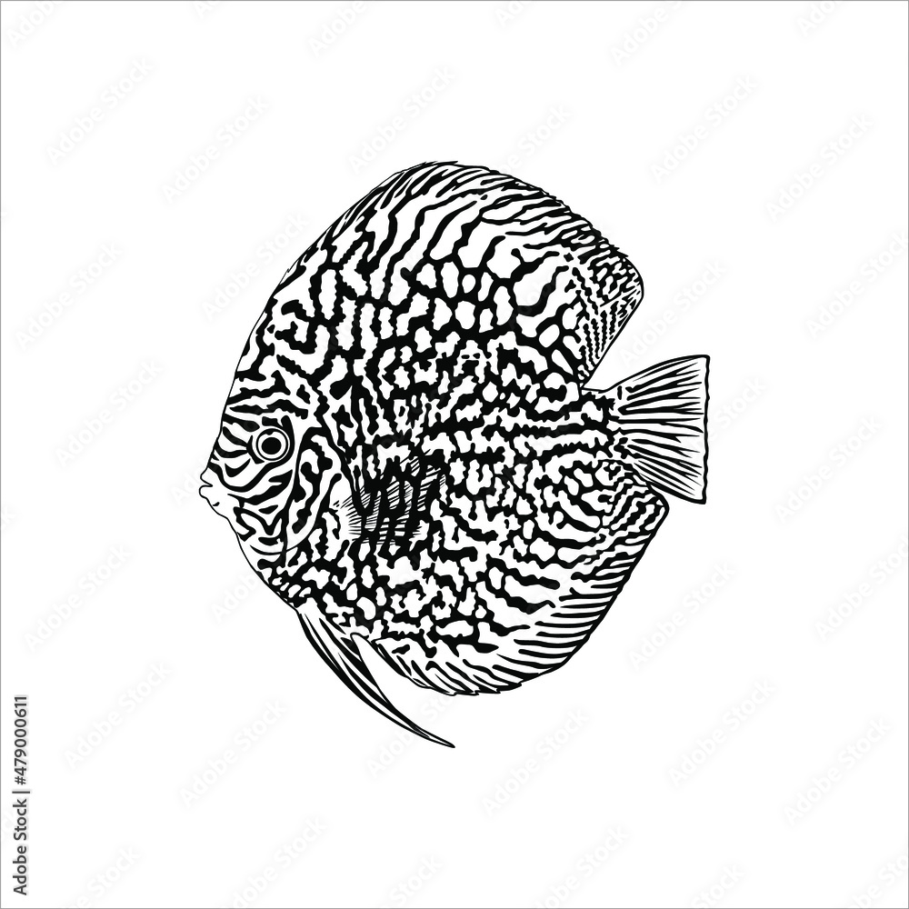 Vecteur Stock Symphysodon, colloquially known as Discus Fish ...