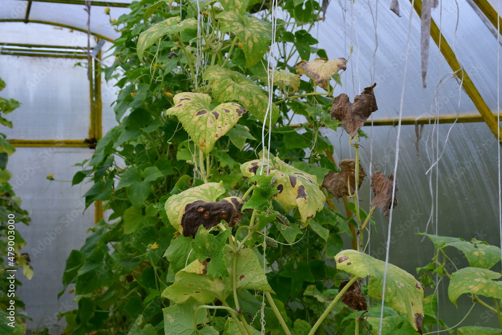 Cucumber plants affected by the disease. Fungal or viral disease. Lack ...