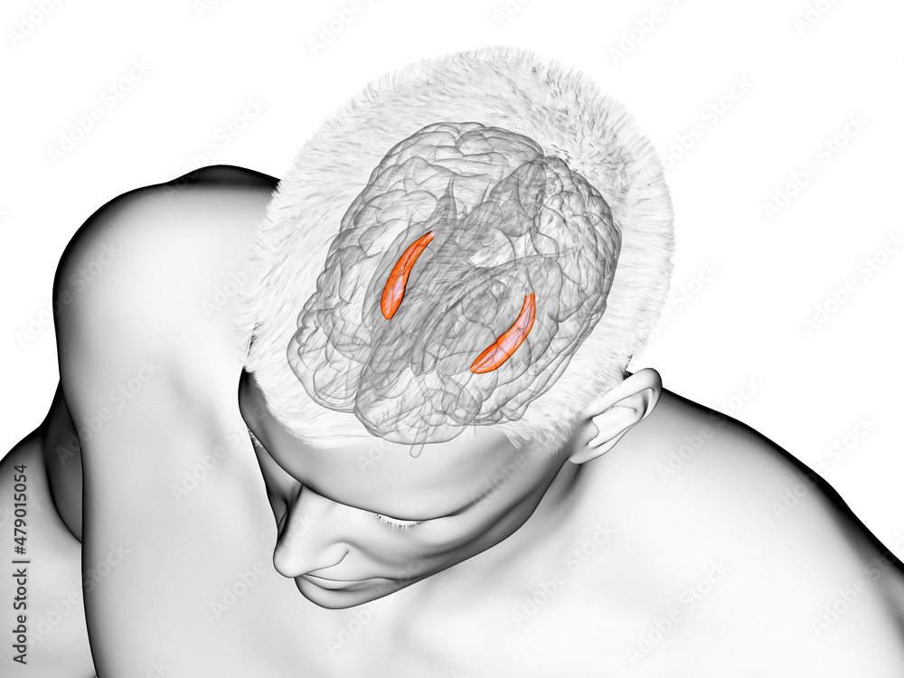 3d rendered medically accurate illustration of the brain anatomy - the ...