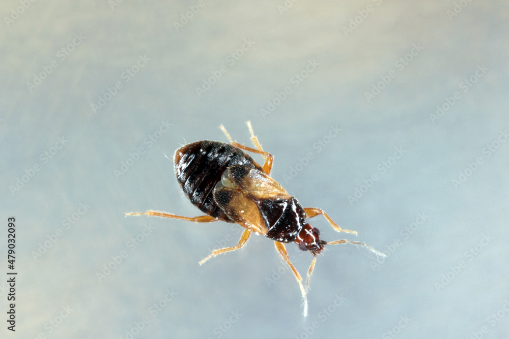 Minute pirate bugs or called flower bugs (Anthocoridae) is a family of ...