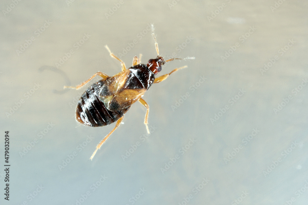 Minute pirate bugs or called flower bugs (Anthocoridae) is a family of ...