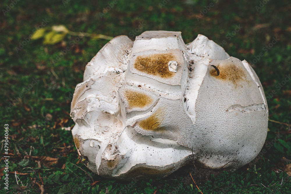 Calvatia gigantea, commonly known as the giant puffball, is a puffball ...