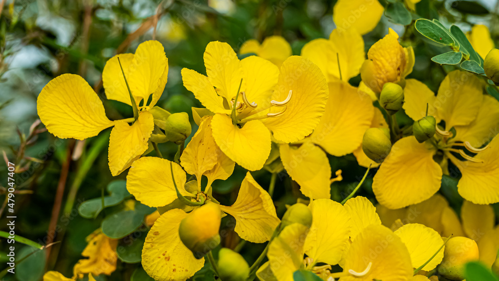 Senna auriculata is a leguminous tree in the subfamily Caesalpinioideae ...
