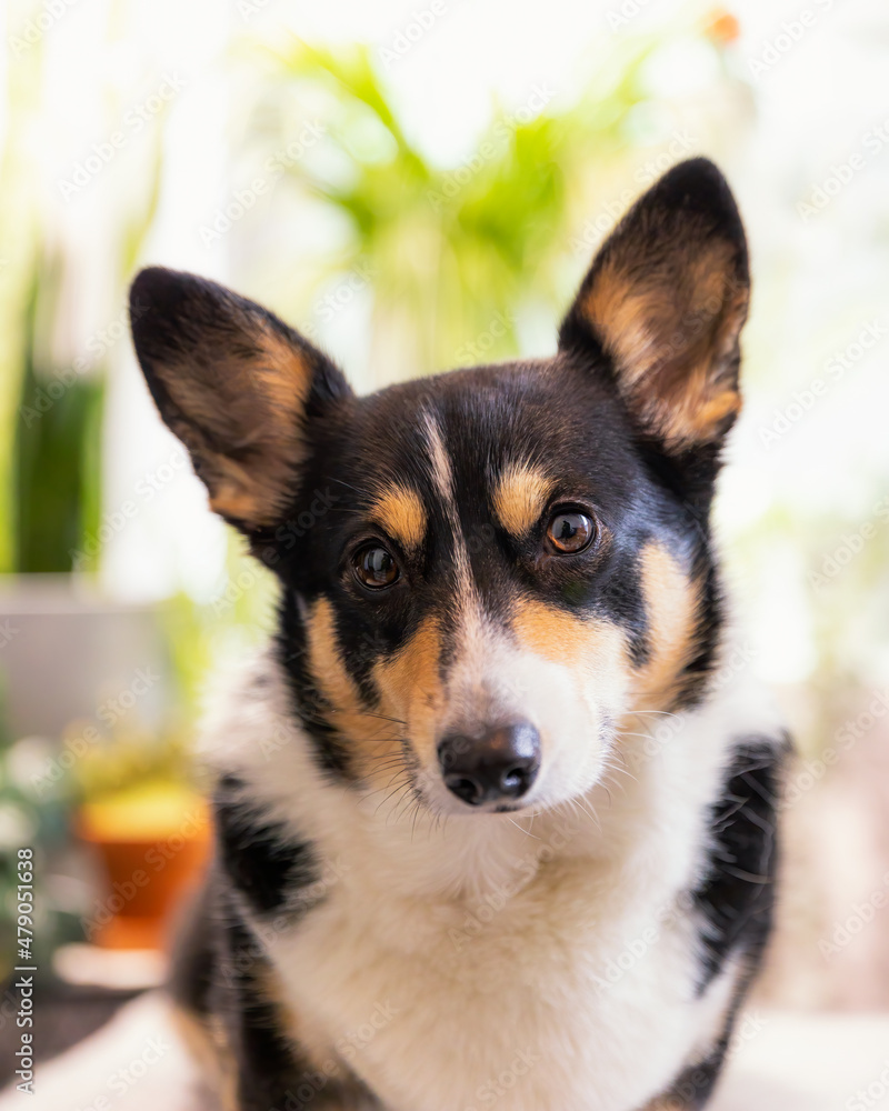 Cute black headed tri color Pembroke Welsh Corgi with large ears ...