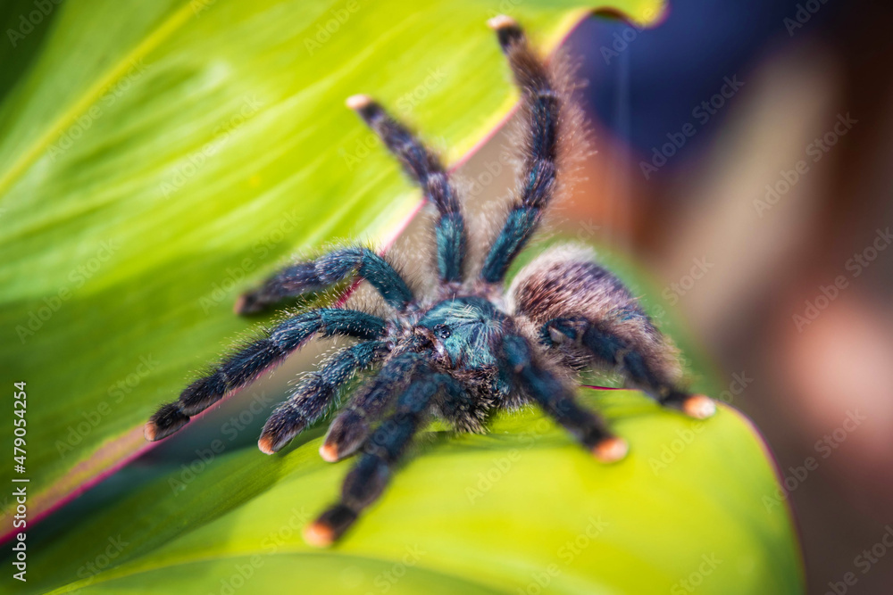 Cute pink-toed tarantula spider close up in the jungle Stock Photo ...